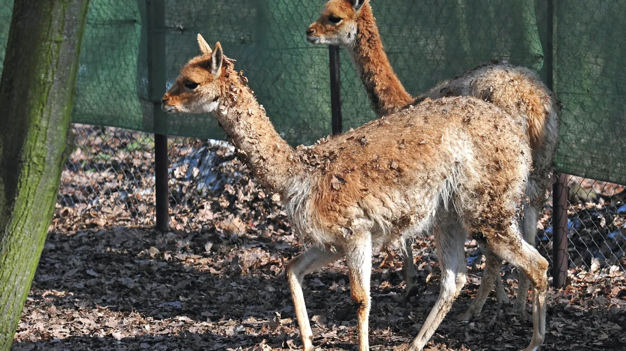 Do Zoo Brno opět vnikli psi, zabili dvě lamí mláďata — ČT24 — Česká ...
