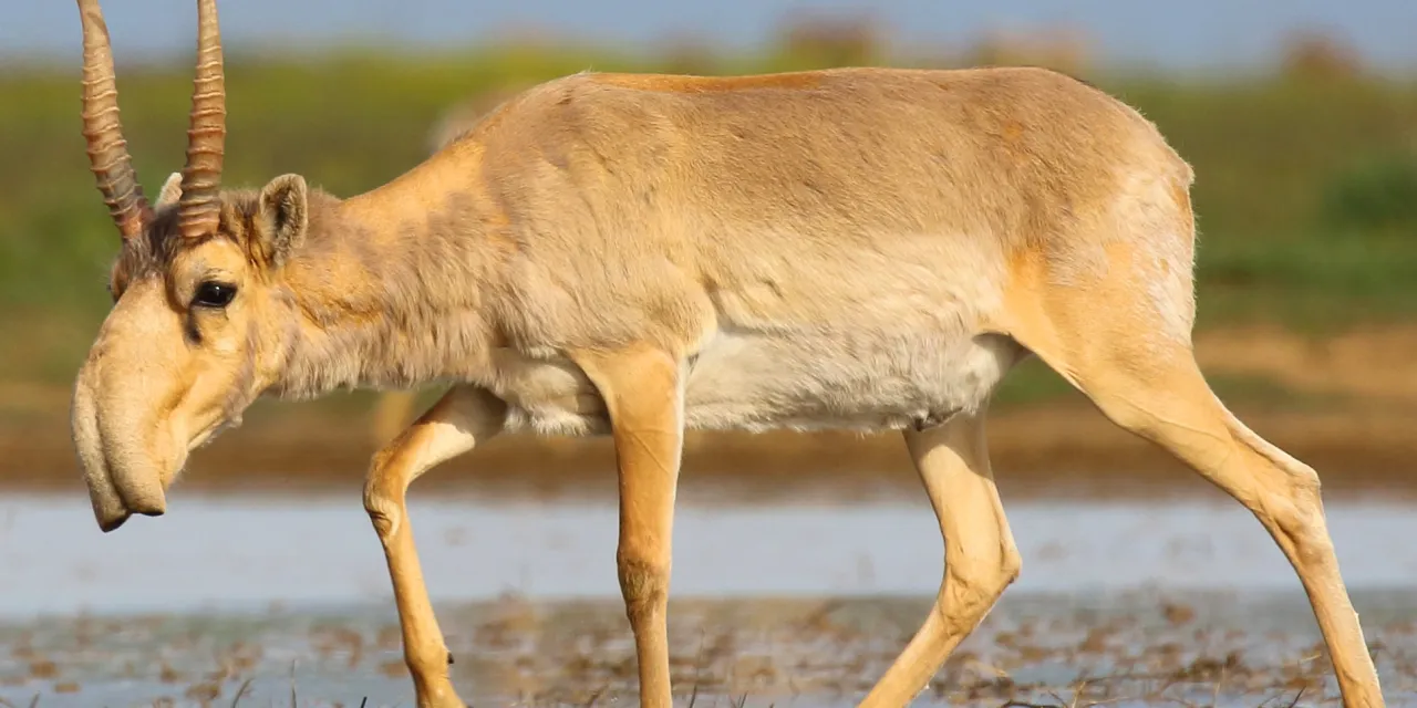 Sajgy už nejsou kriticky ohrožené. Za změnu k lepšímu může mezinárodní ...