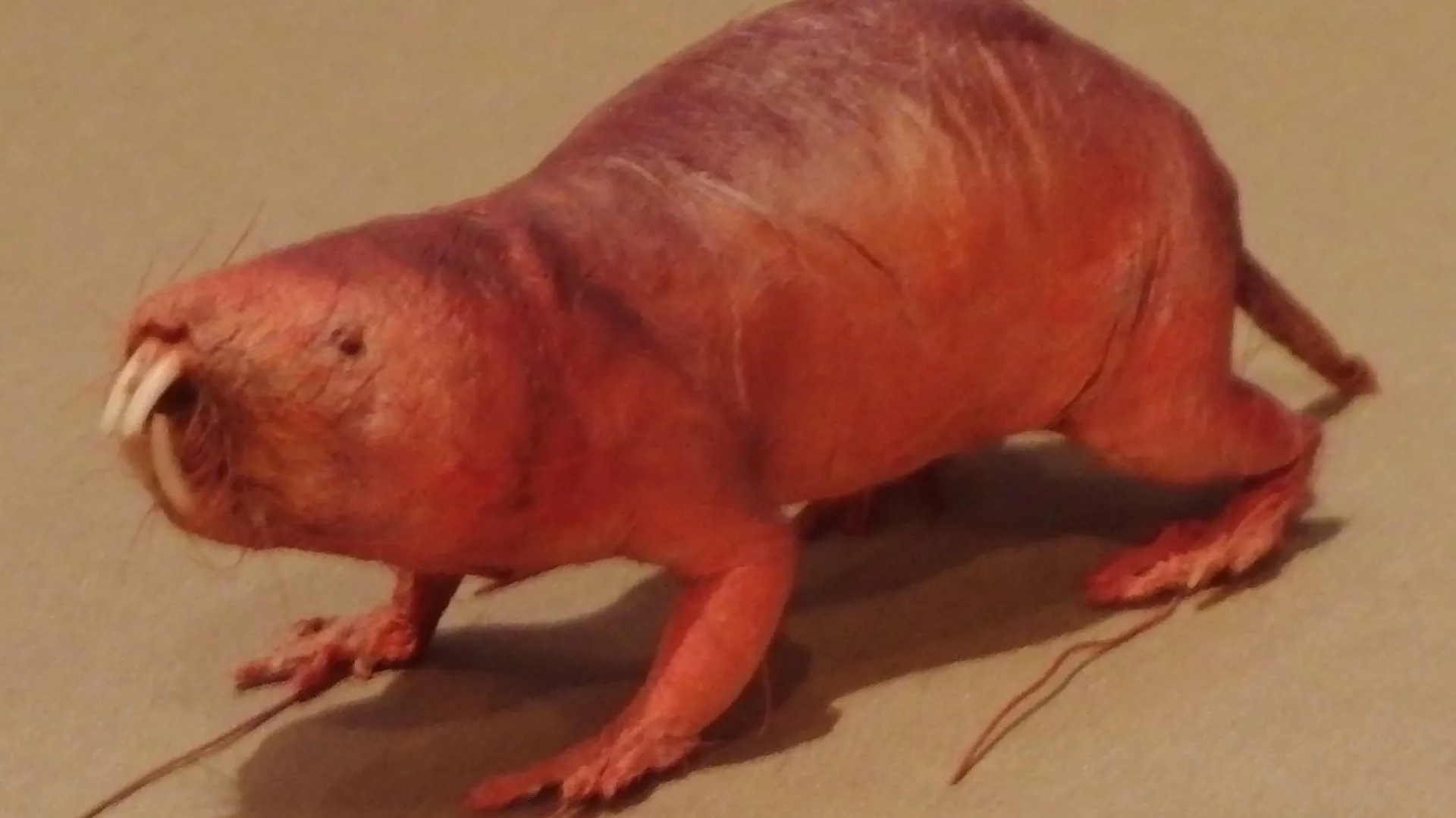 Rypoši lysí se změní na rostliny, když mají málo kyslíku — ČT24 — Česká ...