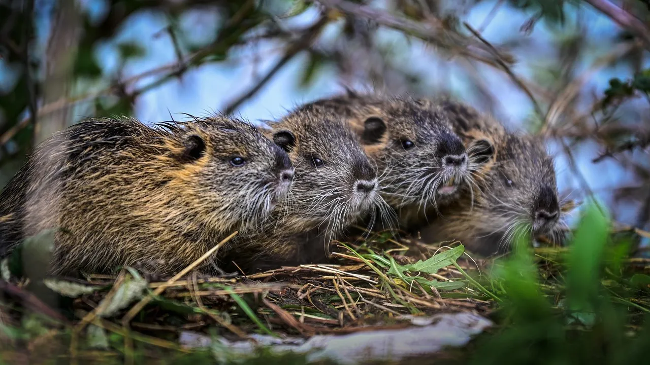 Bobr v Brdech svými hrázemi pomáhá dalším druhům — ČT24 — Česká televize