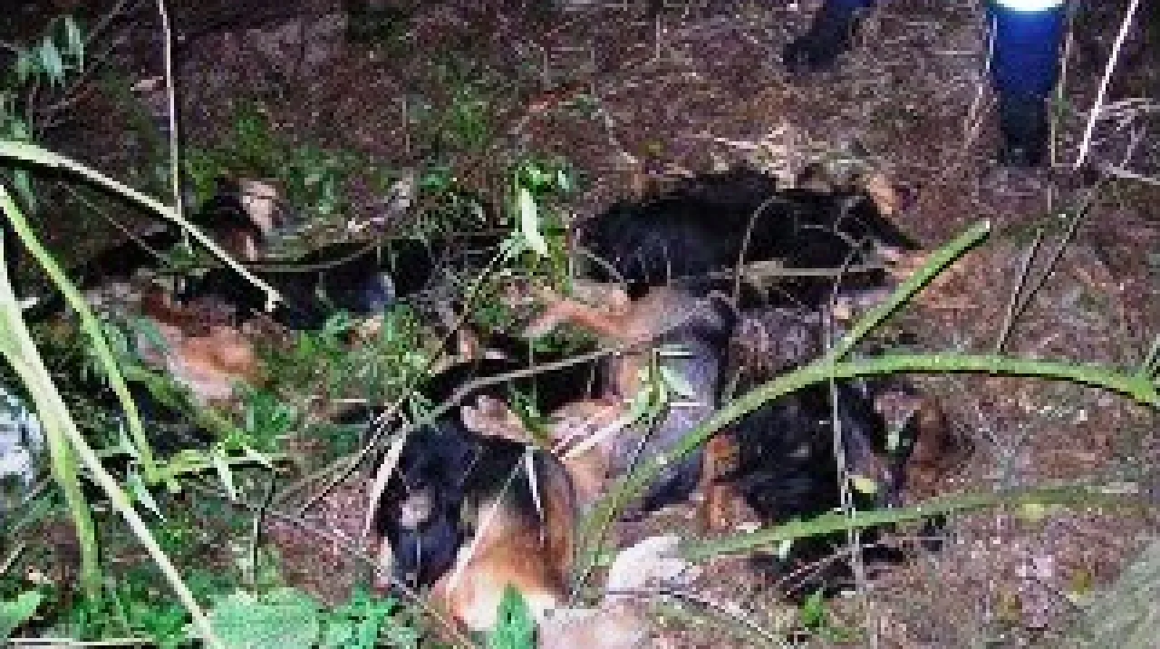 Mrtví psi na Olomoucku byli otráveni, potvrdili veterináři — ČT24 ...