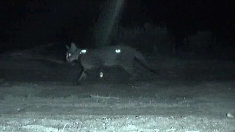 Proti přemnoženým zdivočelým kočkám zakročí v Austrálii Felixer, robot ...