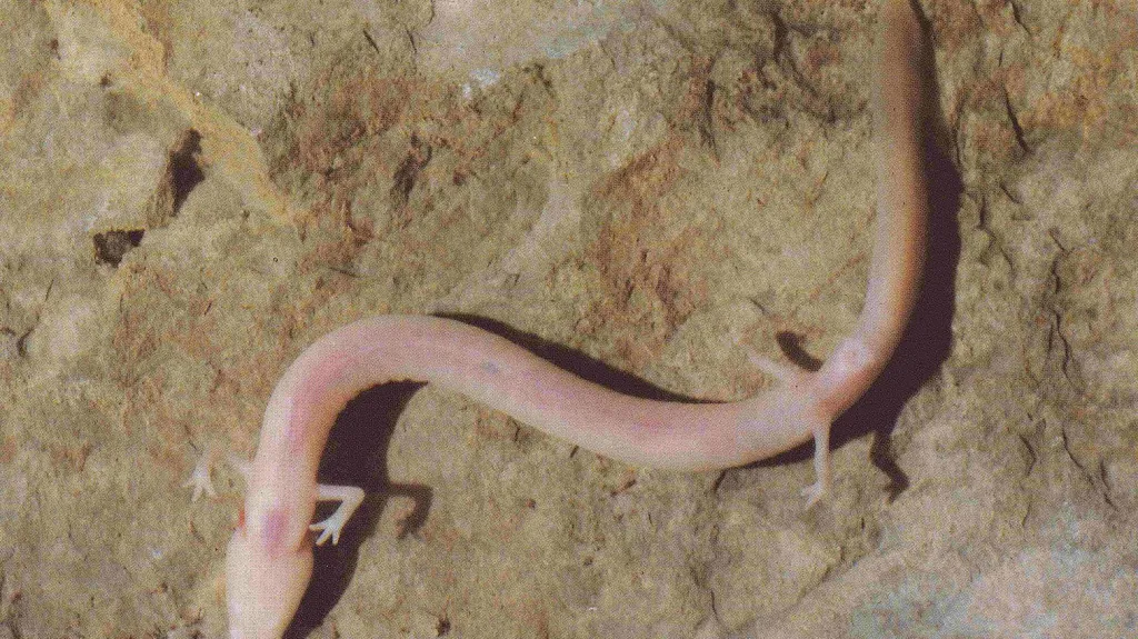 Macaráti zaskočili vědce. Jejich změny ukazují, že evoluce není náhodná ...