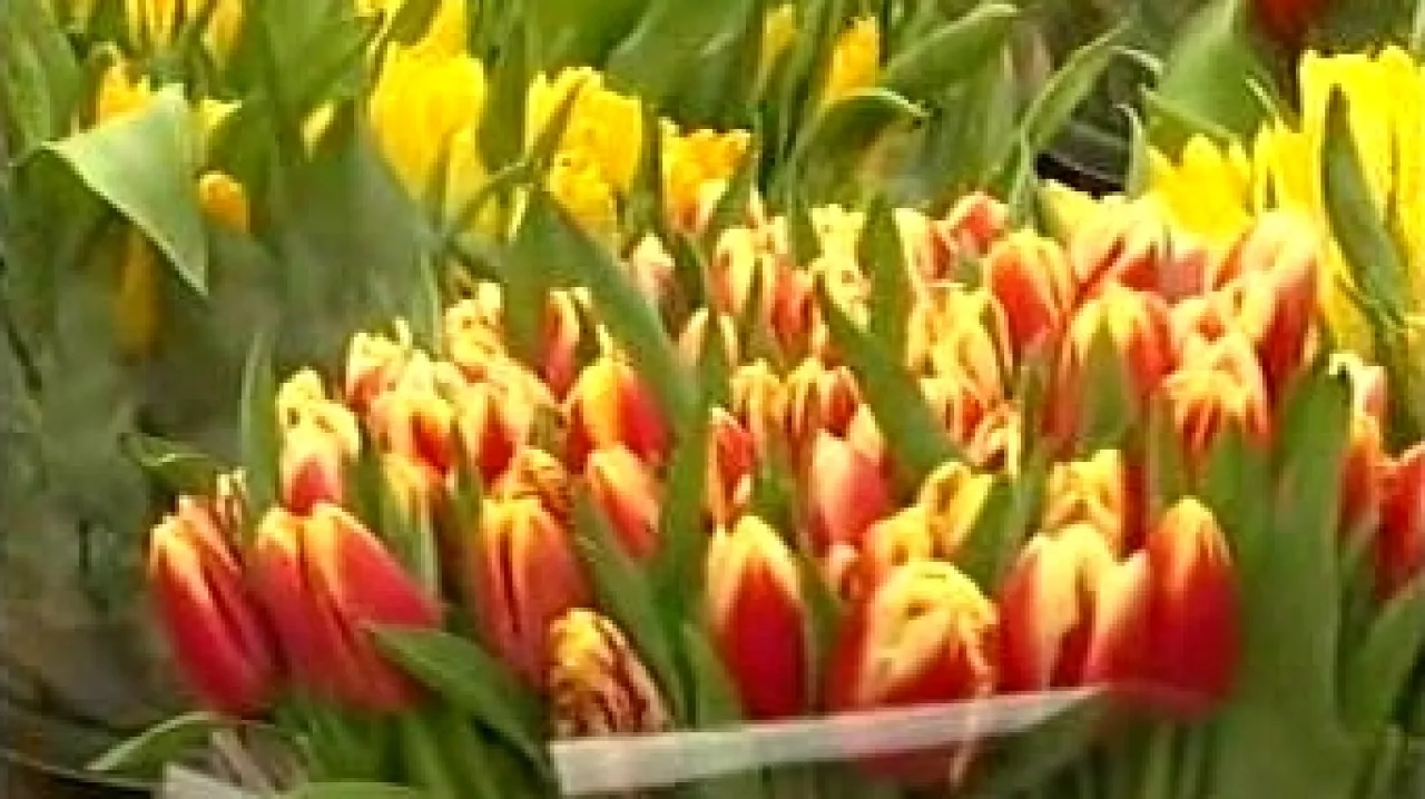 Lidé po celém světě slaví Mezinárodní den žen — ČT24 — Česká televize