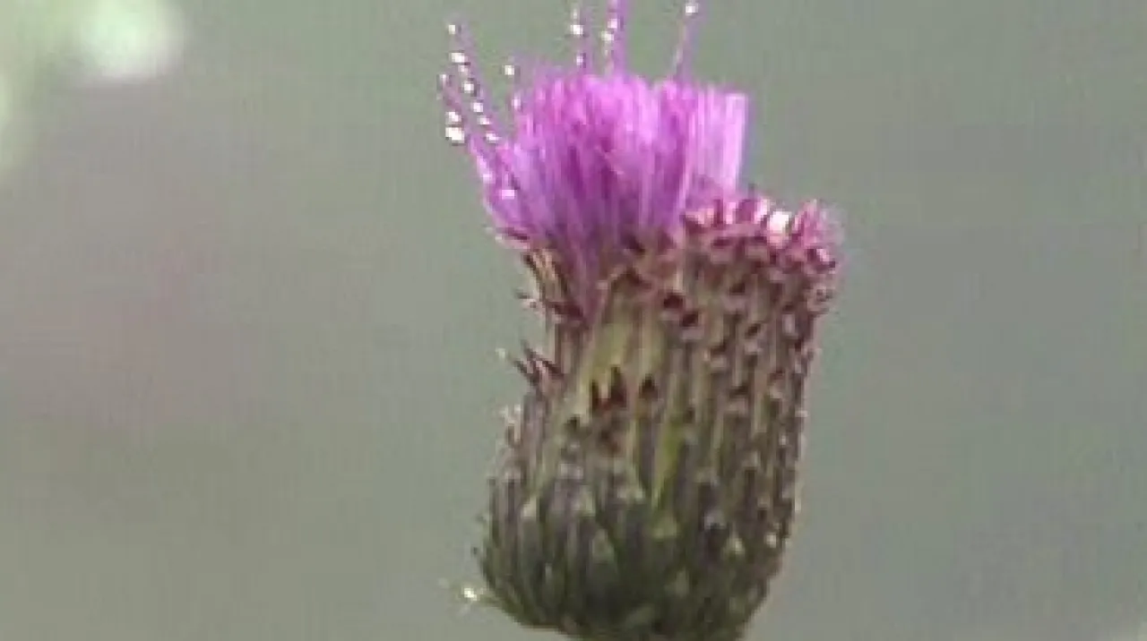 Bodláky proti rakovině — ČT24 — Česká televize