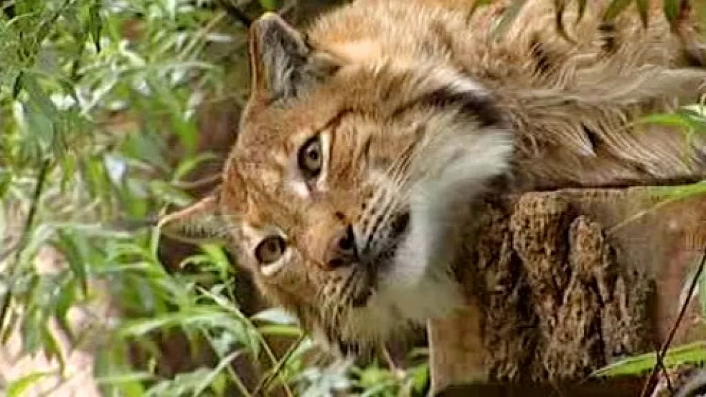 V Krkonoších se po 200 letech objevil rys ostrovid — ČT24 — Česká televize