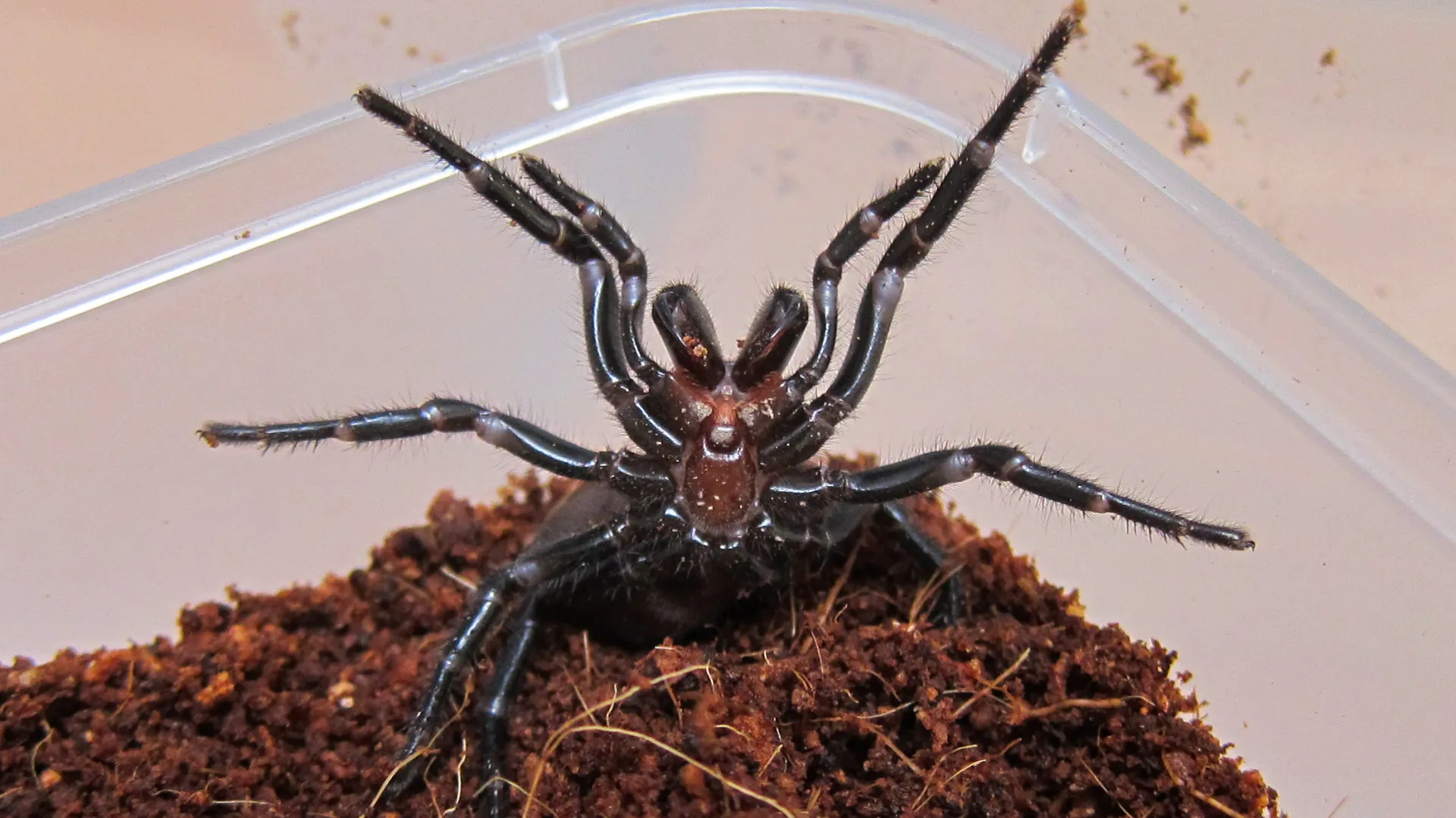 Největší a nejjedovatější australský pavouk. Vědci popsali nový druh ...