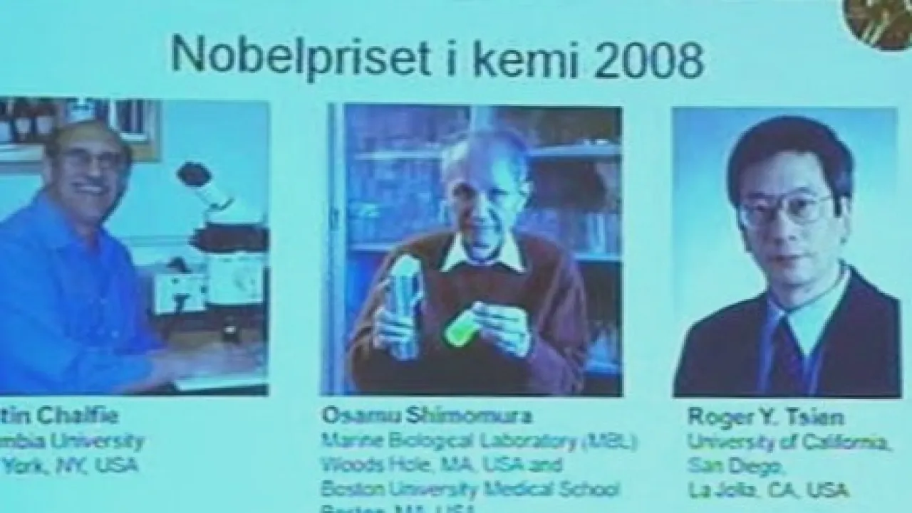 Nobelovu cenu za chemii obdrží vědci za výzkum fluorescenčního proteinu — ČT24 — Česká televize