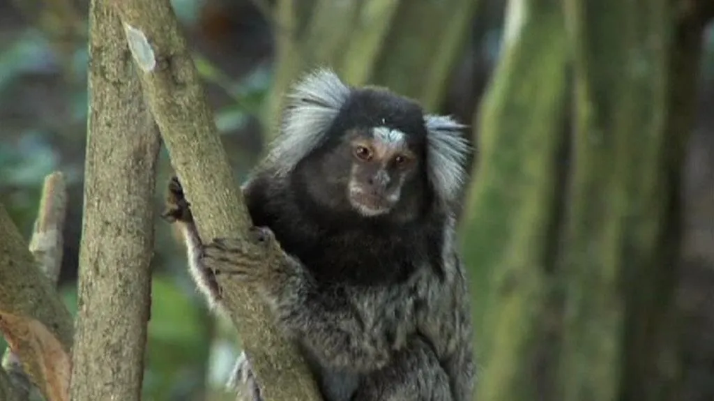 Nevíte, co je monkey business? Zeptejte se v Riu — ČT24 — Česká televize