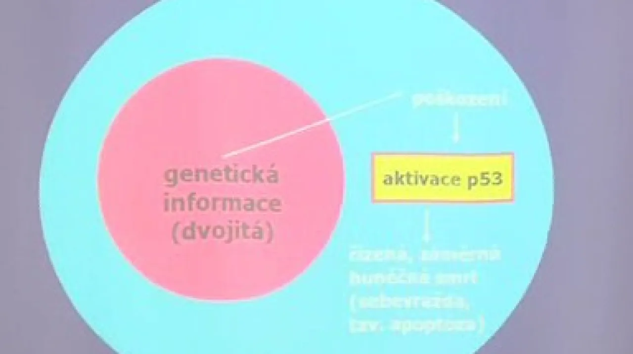 Lékaři z FN Brno mají novou metodu diagnostikování leukémie — ČT24 ...