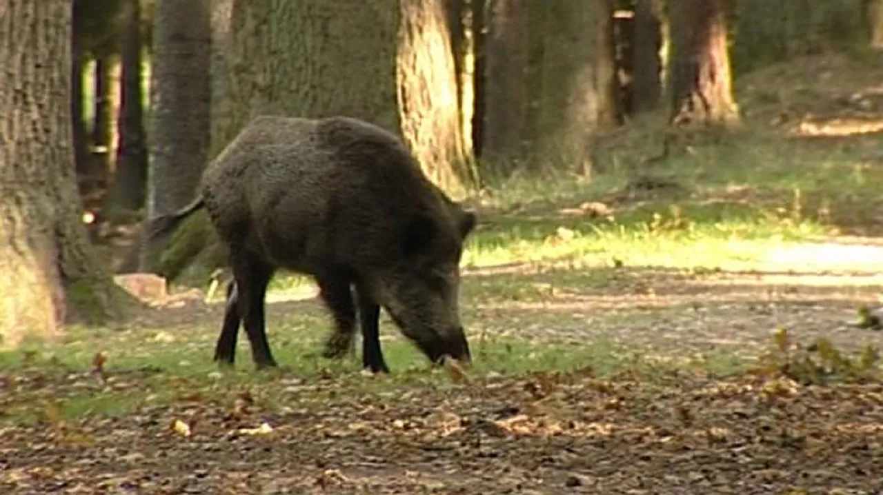 Divoká prasata ryjí na polích i v obcích, myslivců je na ně málo — ČT24 ...
