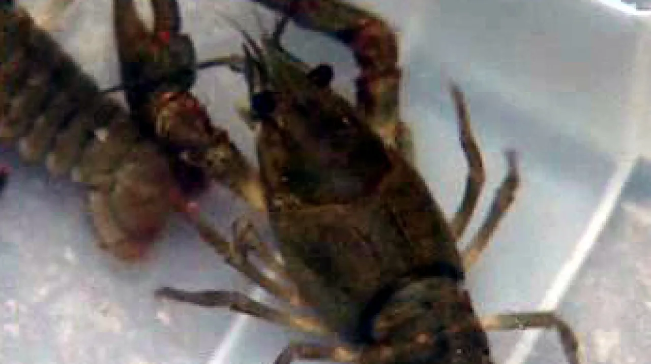 Rak říční se vrací do českých potoků — ČT24 — Česká televize