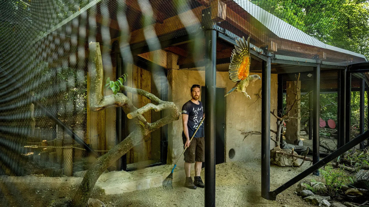 Liberecká zoo otevřela expozici s novozélandskými papoušky nestor kea ...
