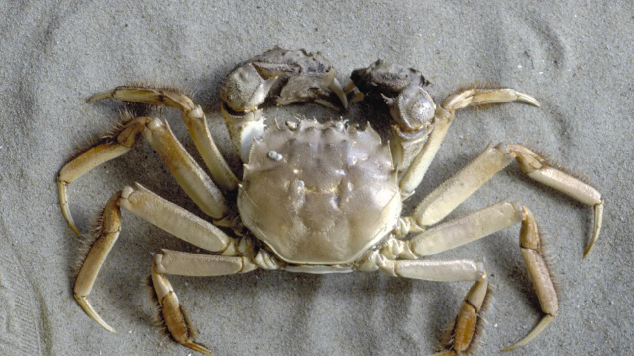 Invazní druh kraba chtějí vědci ničit pastmi. Ukazují se jako ...