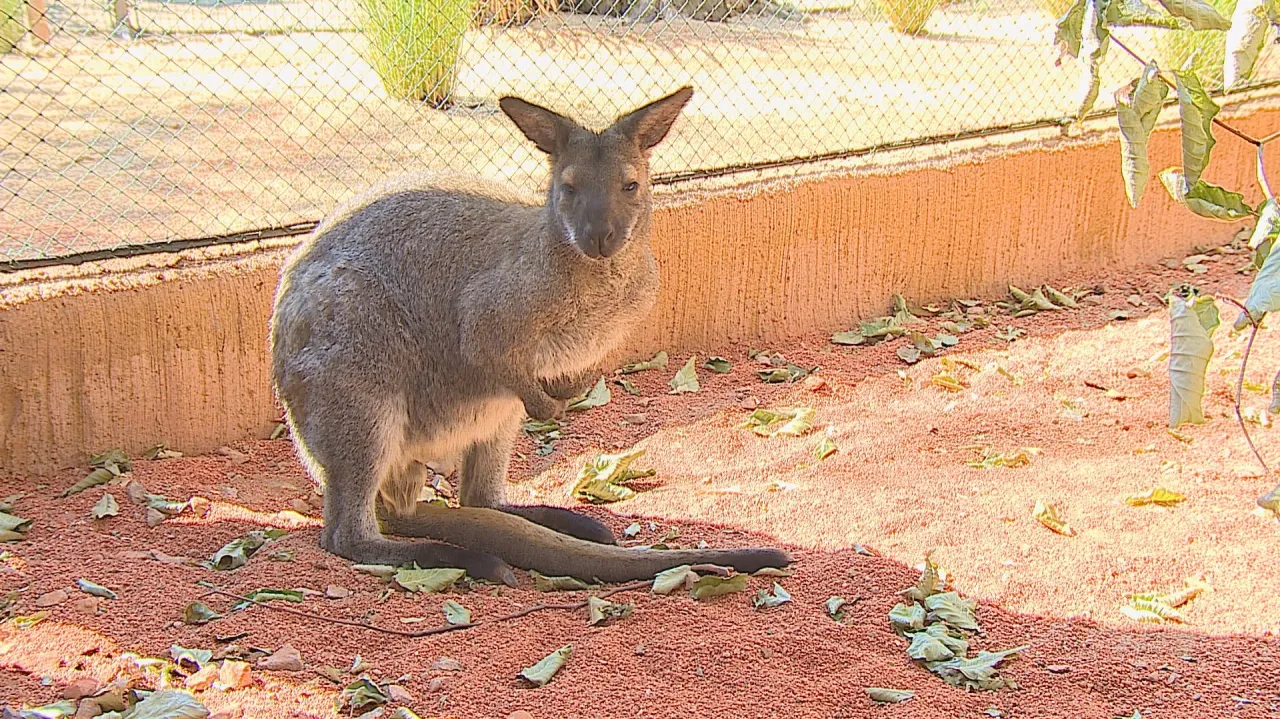 Vyškovský zoopark dokončil pavilon Austrálie. Láká na klokany a papoušky — ČT24 — Česká televize