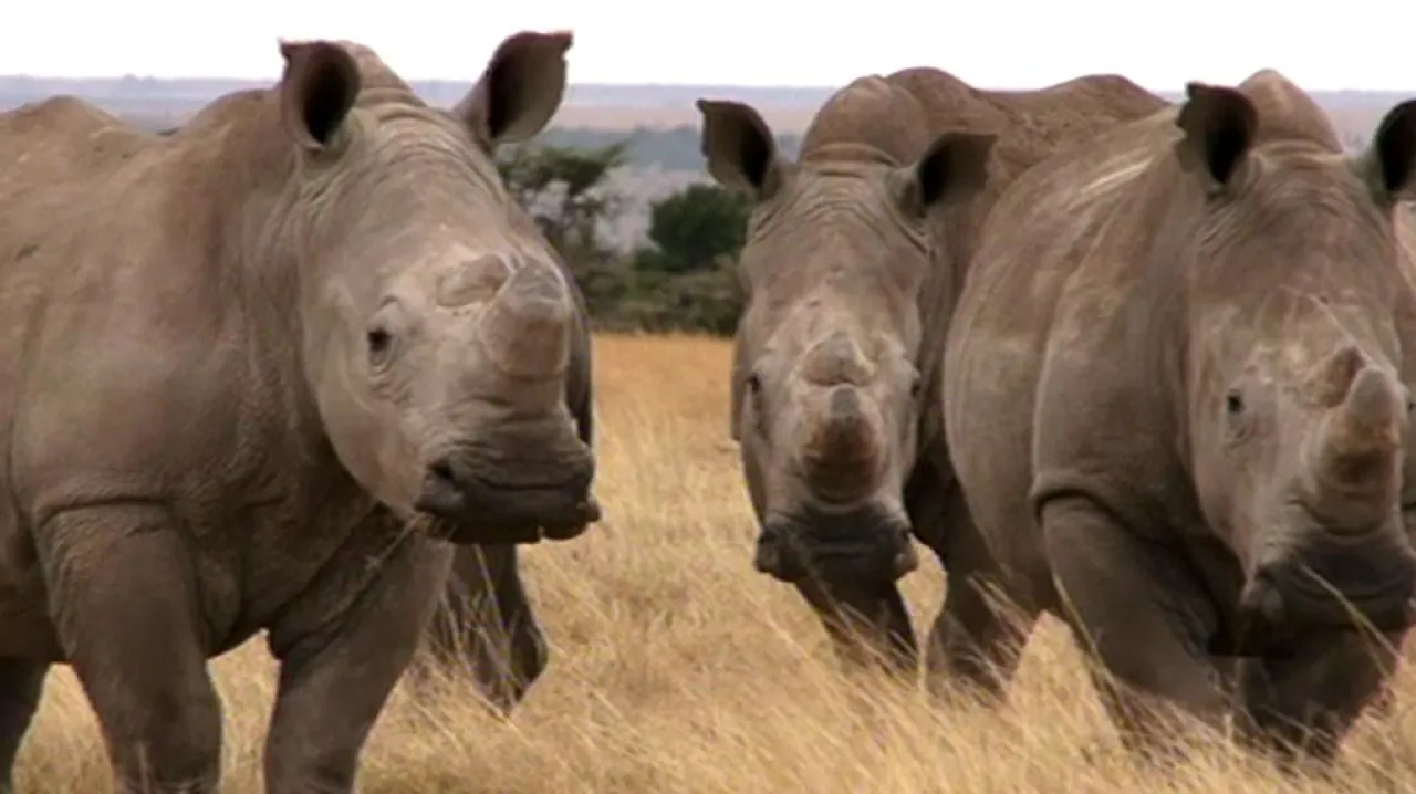 Úspěch: Nosorožcům se v Keni daří — ČT24 — Česká televize