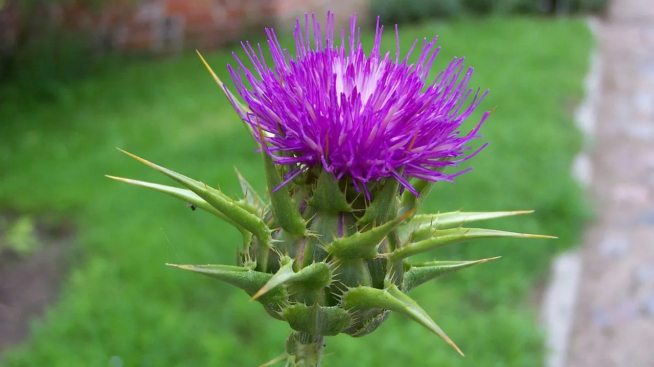 Nově vypěstovaný druh byliny léčí lidská játra. Vznikl v Olomouci ...