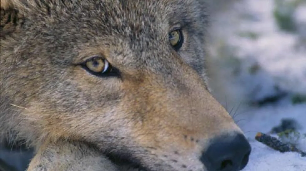 Sledujme geny divoce žijících zvířat, navrhují čeští vědci. Pomůže to ...