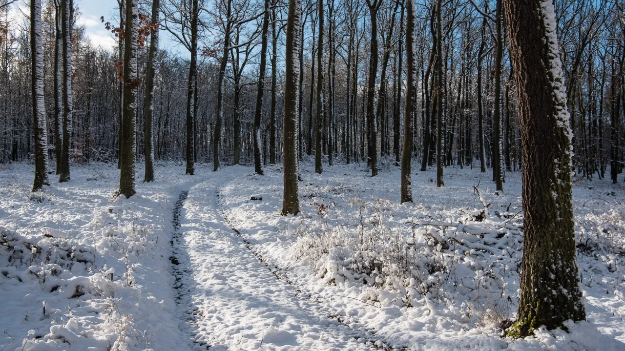 Wolverines Target Missouri's Eli Drinkwitz, Washington's Jedd Fisch ...