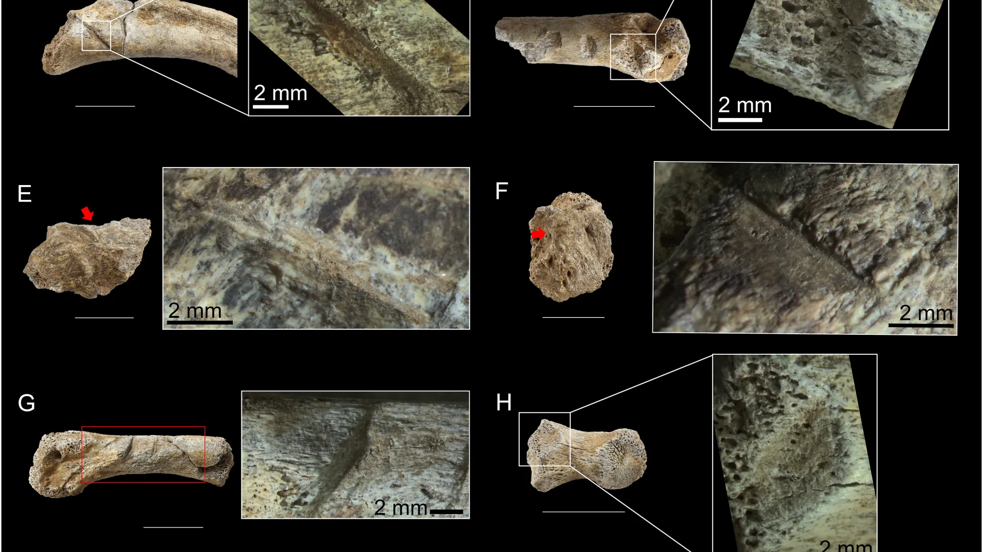 Pravěcí lidé lovili jeskynní medvědy už před 300 tisíci lety. Vědci ...