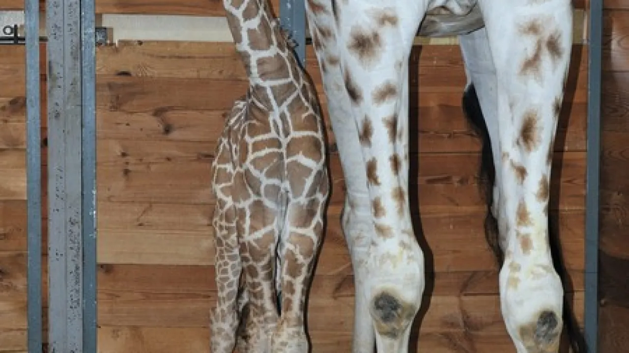 Narozeninové dárky pro návštěvníky pražské zoo — ČT24 — Česká televize