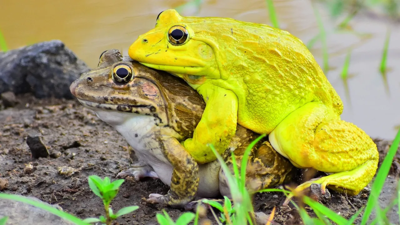 Samičky žab někdy předstírají smrt, aby se vyhnuly páření. Další se tváří, že jsou samci ...