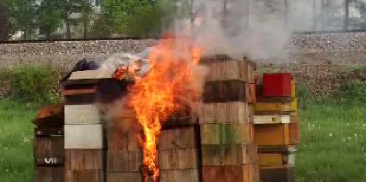Včelí mor likviduje chovy na Olomoucku — ČT24 — Česká televize