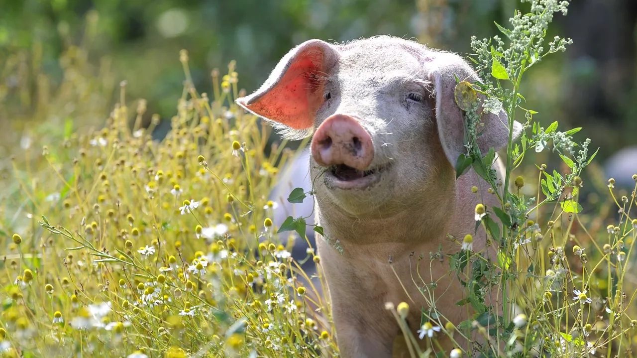 Chovatelé prasat mají potíže, chtějí ochranu — ČT24 — Česká televize