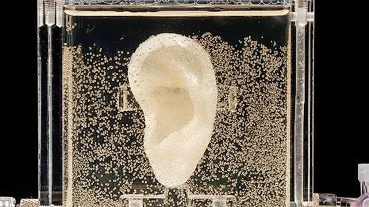 Van Goghovo ucho je na světě: Žije a poslouchá vzkazy — ČT24 — Česká ...