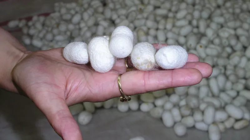 Čína geneticky upravila bource. Jejich vlákno může nahradit plasty nebo ...