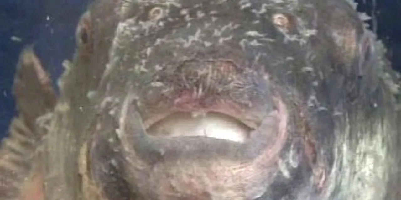 Legenda japonské gastronomie - jedovatá ryba fugu — ČT24 — Česká televize