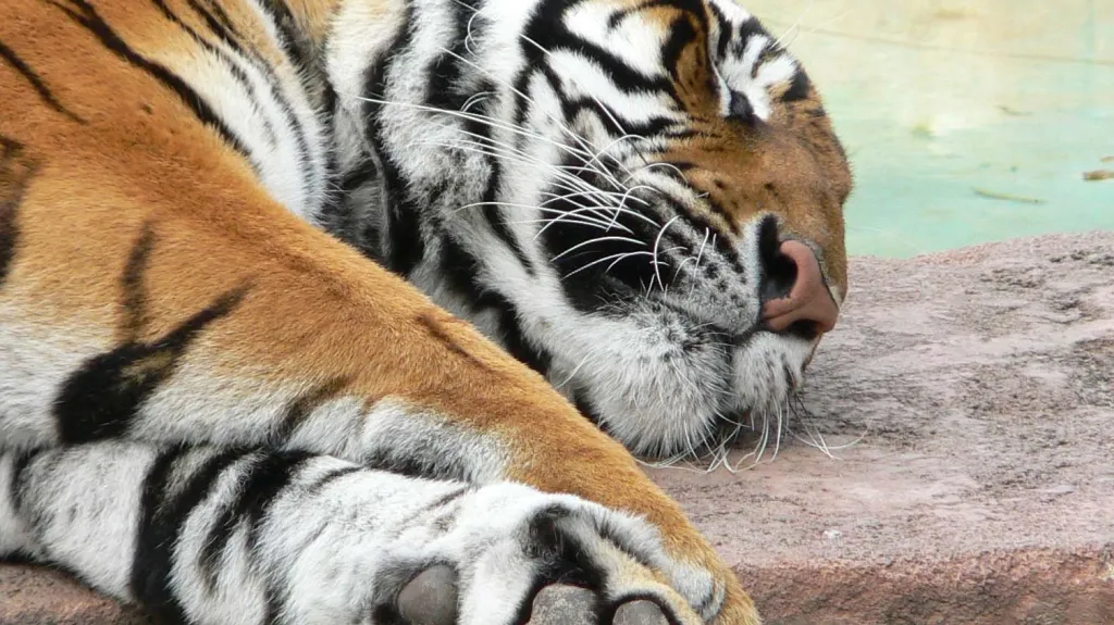 Biologové rozkryli centrum pytlačení a pašování tygrů — ČT24 — Česká ...