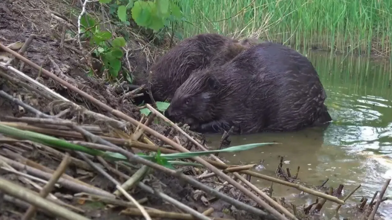Bobr v Brdech vytvořil mokřad. Ušetřil státu miliony — ČT24 — Česká televize