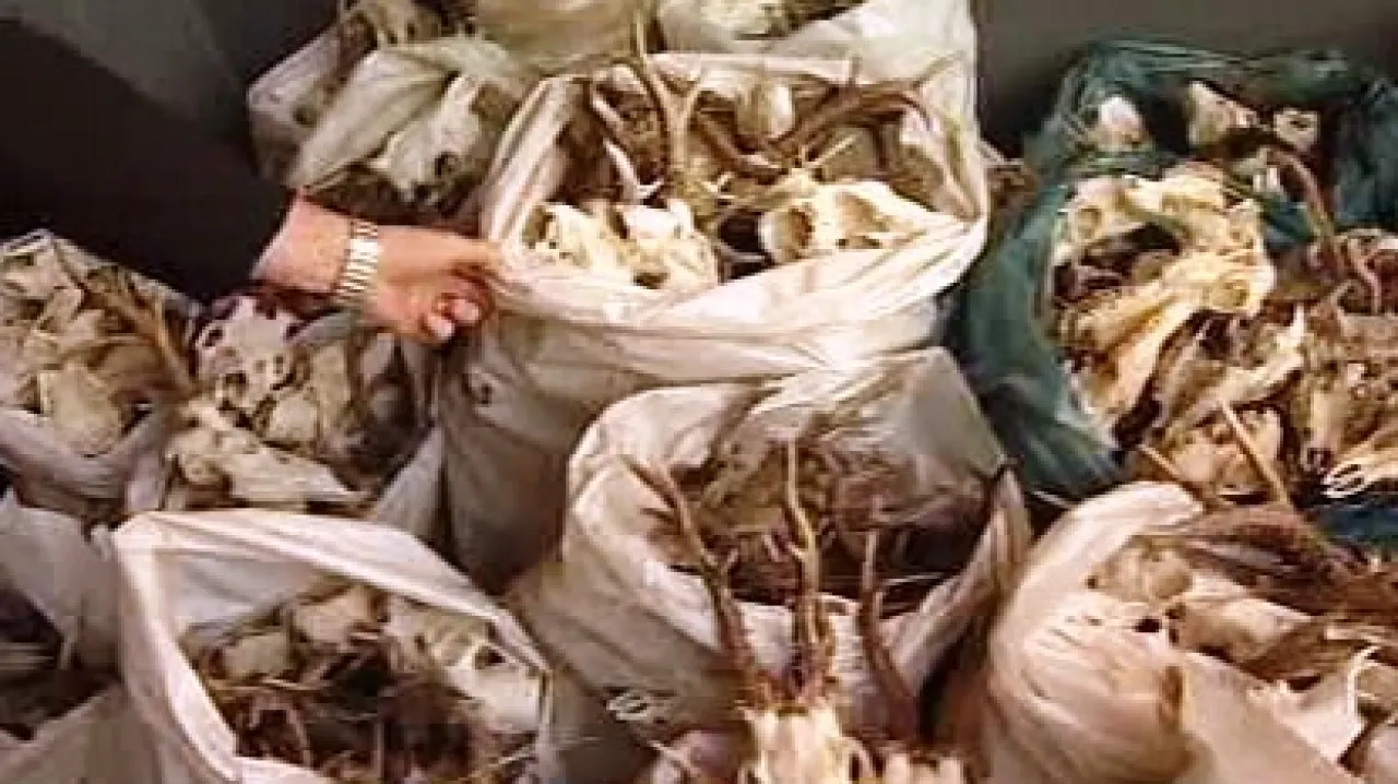 „Pytláka století“ soud zprostil viny pro nedostatek důkazů — ČT24 — Česká televize