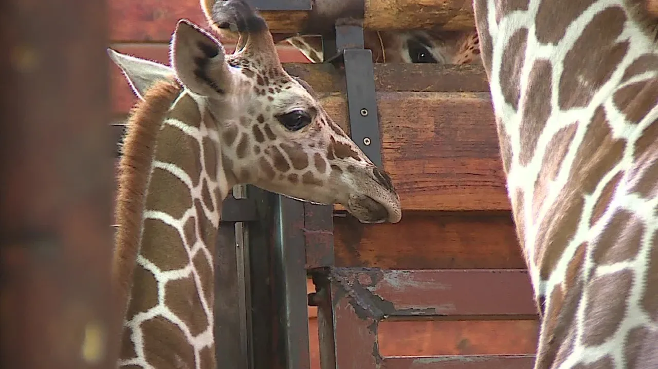 Brněnské žirafy se prohánějí africkou vesnicí — ČT24 — Česká televize