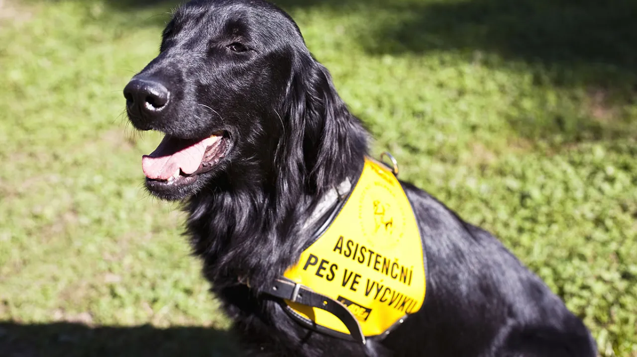 Čtyřnozí hrdinové, kteří dokáží neskutečné věci — ČT24 — Česká televize