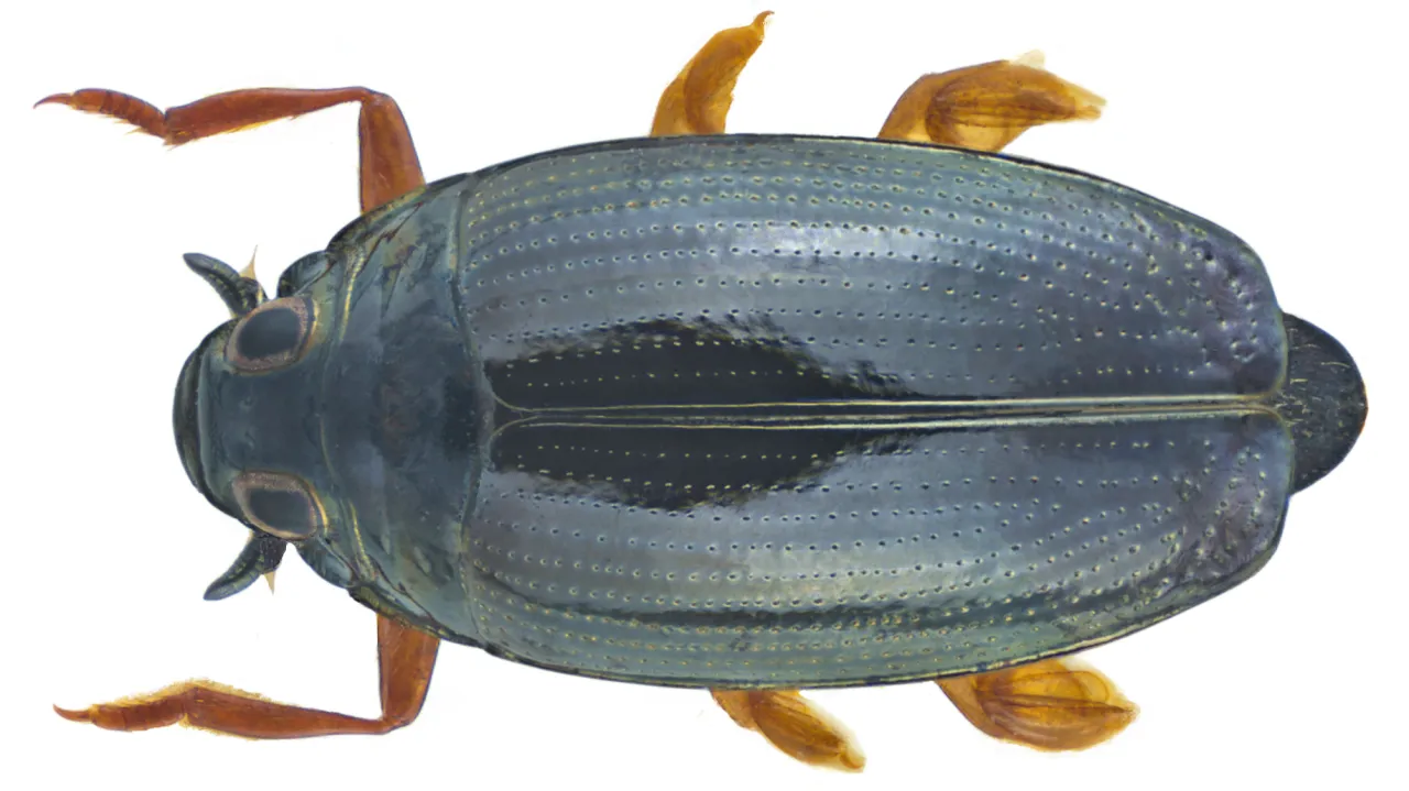 Vírník by mohl inspirovat drony. Kdyby byl velký jako člověk, plaval by ...