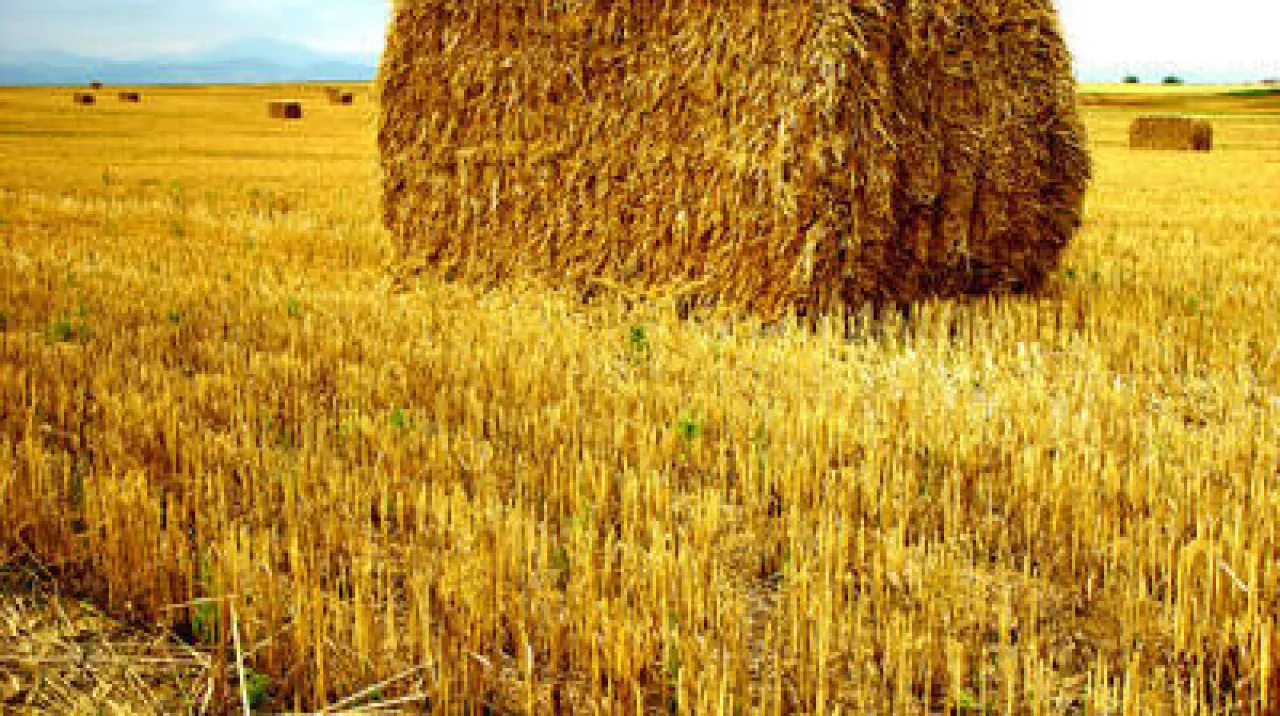 Obilovin se letos sklidí více než loni — ČT24 — Česká televize