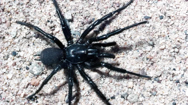 Největší a nejjedovatější australský pavouk. Vědci popsali nový druh ...