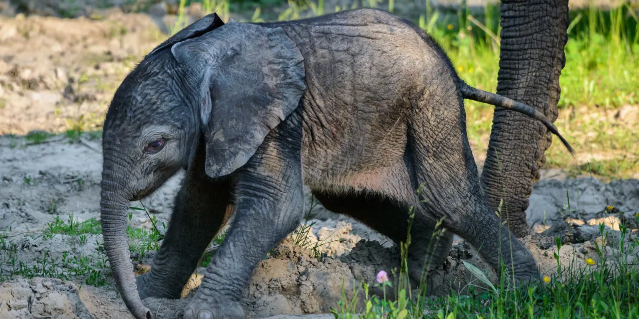 Vzácné mládě slona afrického se má ve zlínské zoo k světu. Starají se o ...