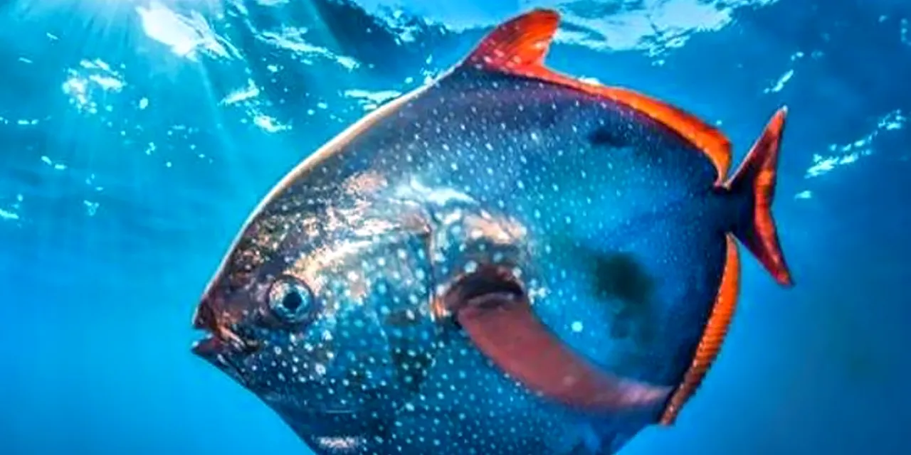 První teplokrevná ryba: Rychlý predátor se skvělým zrakem — ČT24 ...