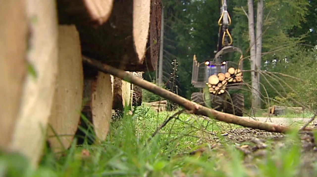 V miliardovém tendru Lesů ČR zvítězil Progles — ČT24 — Česká televize