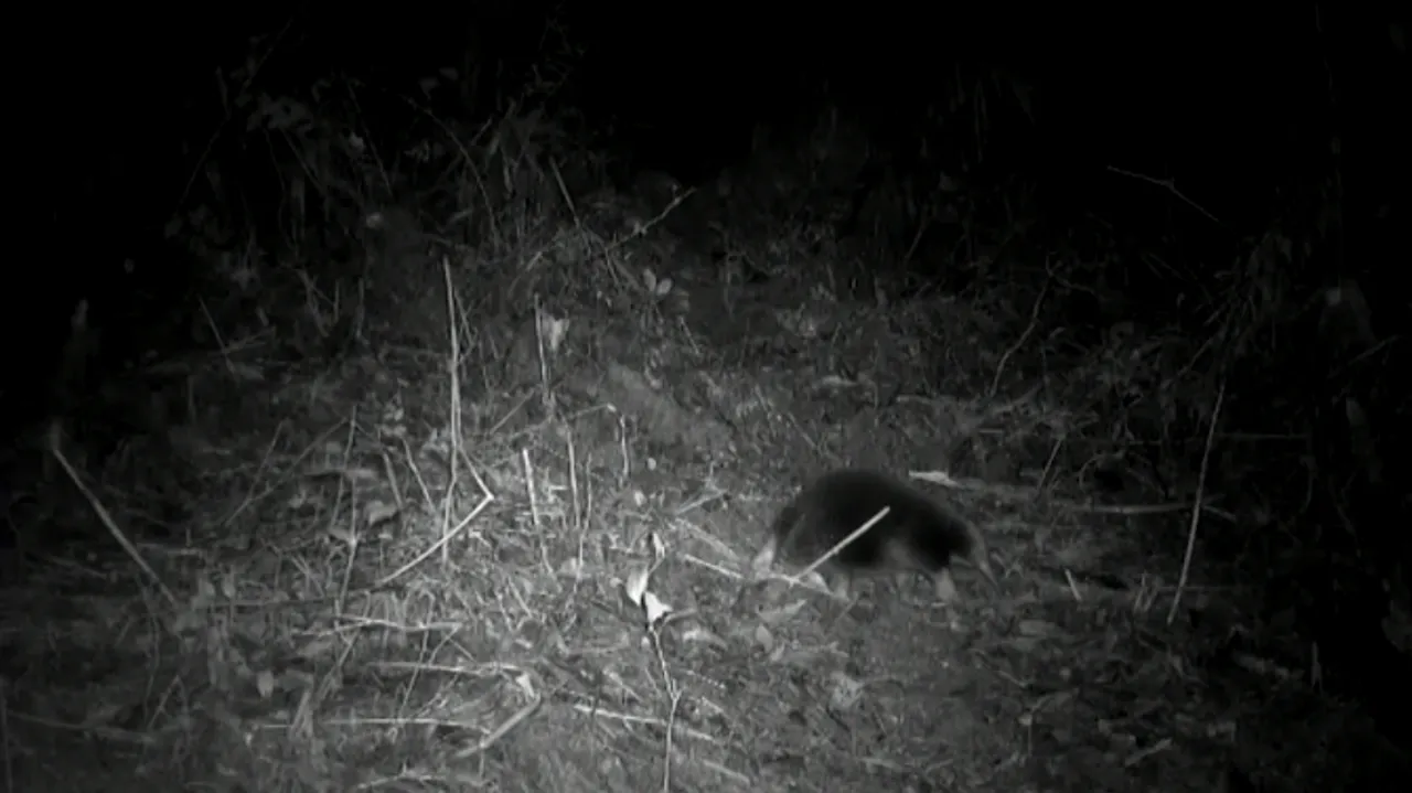 Spatřena po šedesáti letech. Vědci nafilmovali paježuru, mysleli si, že ...