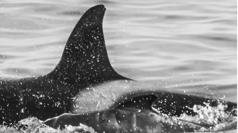 Kosatka se ujala malého kulohlavce. Vzácná ukázka mezidruhové adopce ...