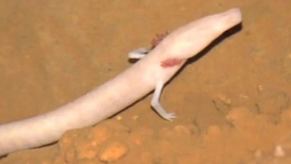 Neznámý chorvatský unikát - lidská ryba — ČT24 — Česká televize