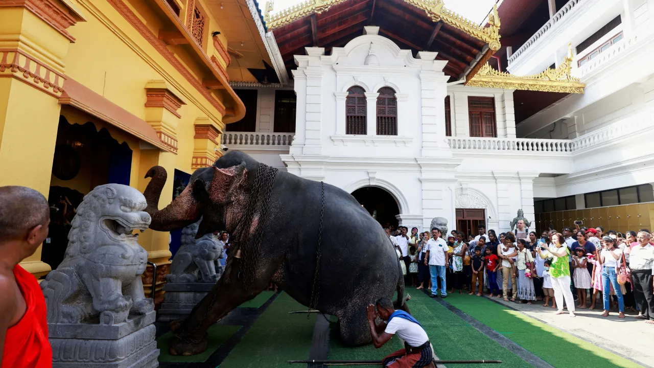 Sloni indičtí jsou před svátkem na Srí Lance uctíváni — ČT24 — Česká ...