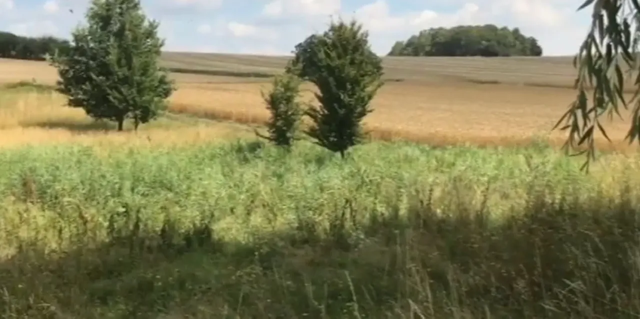 Suchý poldr na kraji Přerova nahradí mokřad. Dílo vzniká i na přání ...