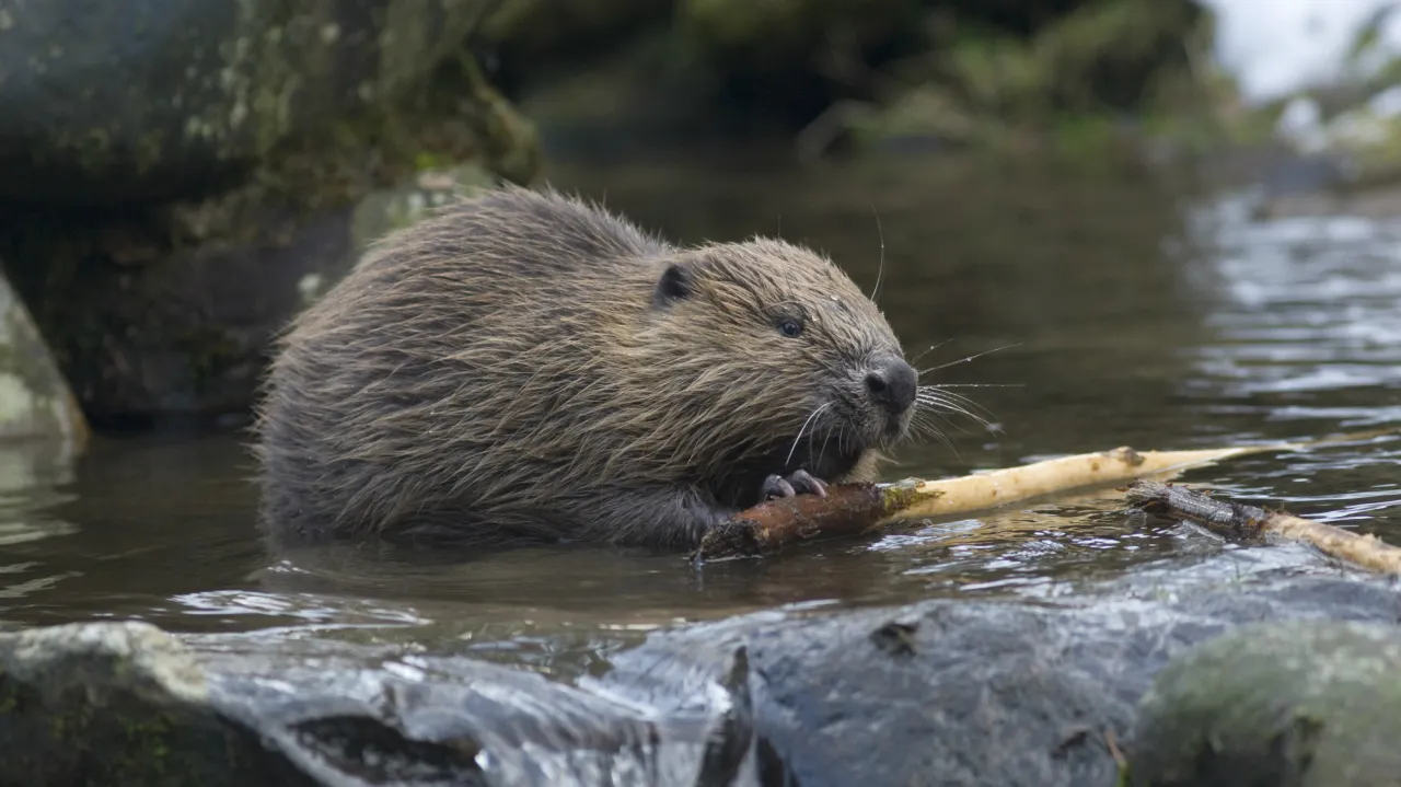 Rychlé roty budou radit, jak eliminovat bobří škody — ČT24 — Česká televize
