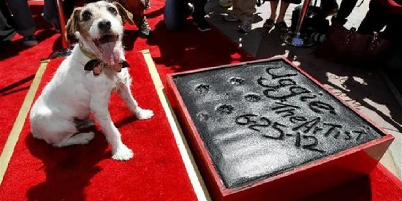 Teriér Uggie z filmu The Artist má tlapky v Hollywoodu — ČT24 — Česká ...