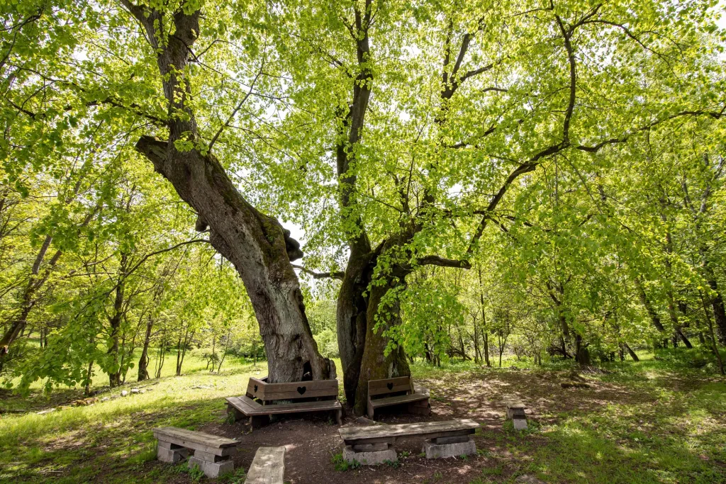 Sedával pod ní Jirásek i Nováková. Zpívající lípa z Telecí se stala ...